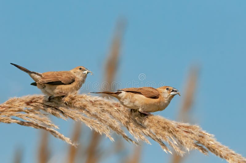 A Pair of Indian Silverbill Feeding on Perch Stock Photo - Image of ...