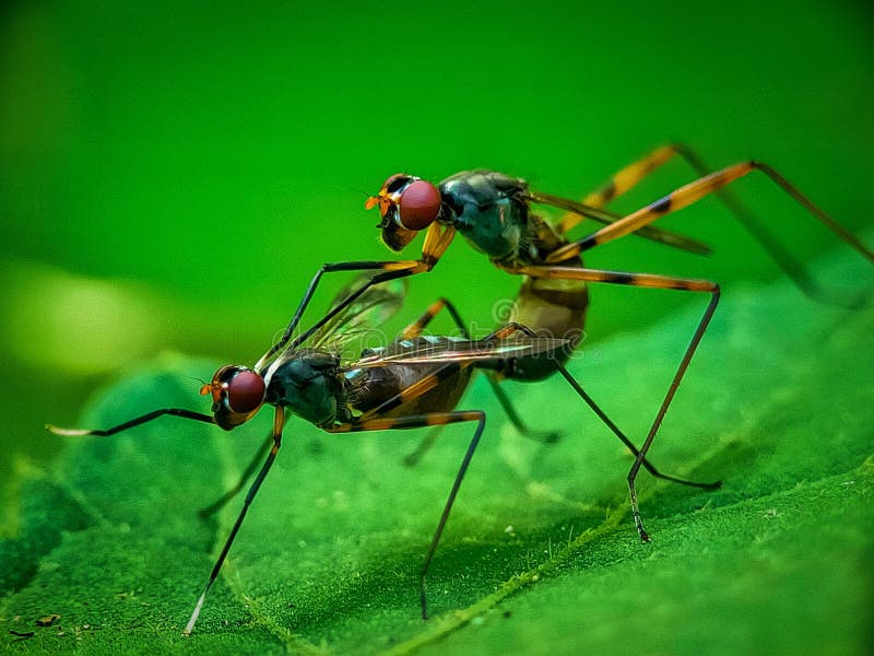 A Pair of Insects Making Love Stock Photo - Image of insects, nature ...
