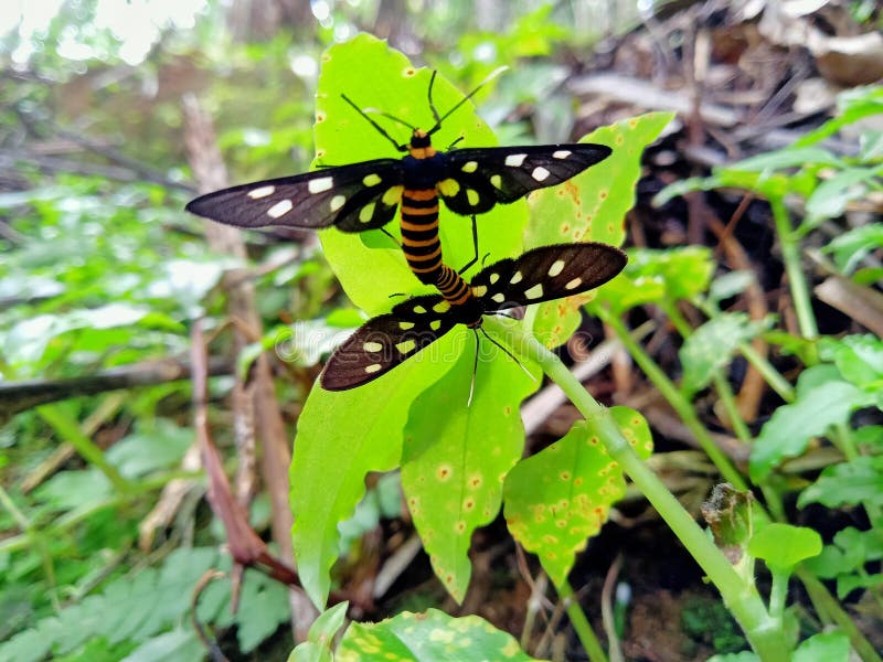A Pair of Insects in the Process of Reproducing Stock Photo - Image of ...