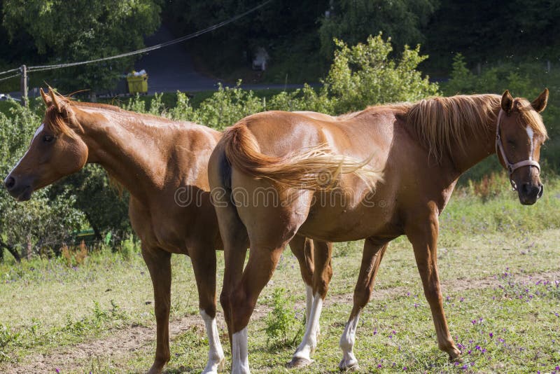 Pair of inseparable horses stock image. Image of hair - 152053775
