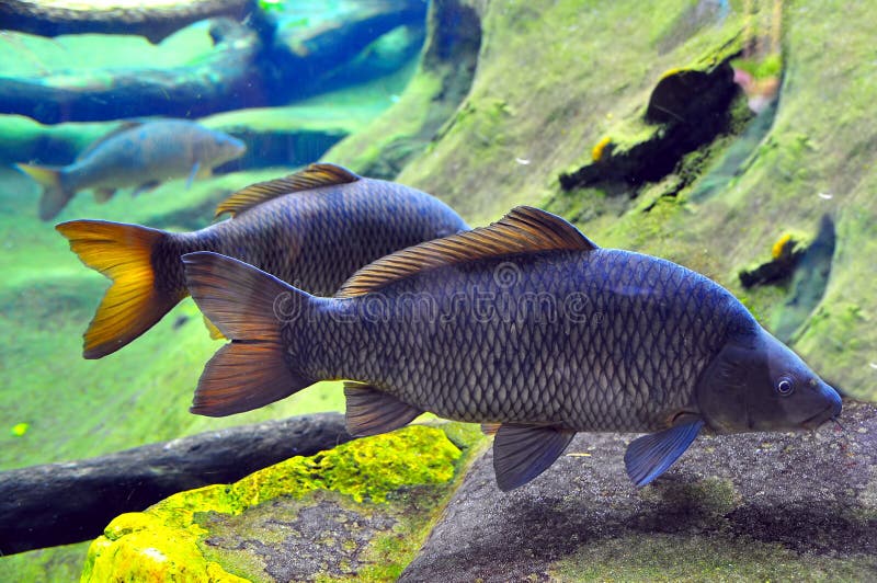 Koi or carp fish stock photo. Image of alive, carp, aquatic - 34575666