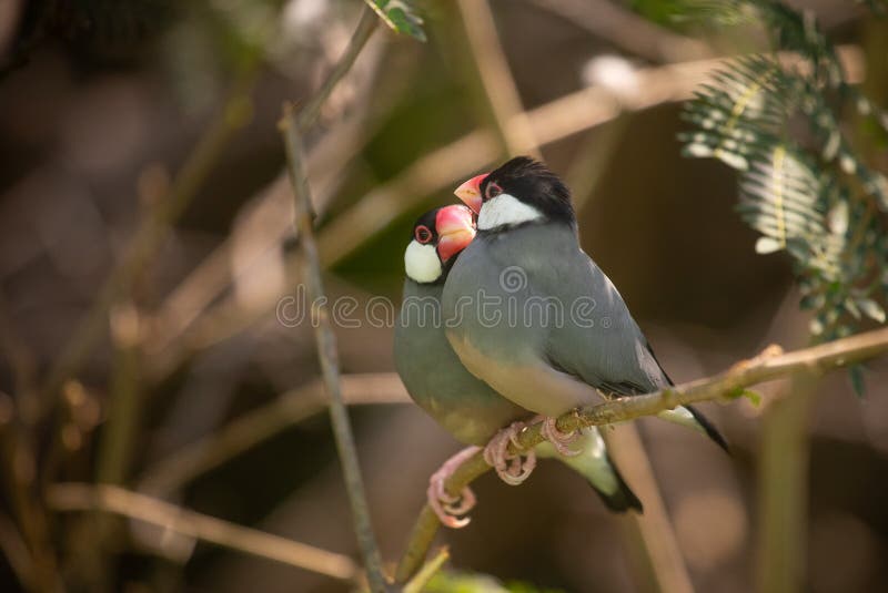 Pair of Java Sparrows at the Aviary of Indore Zoo Stock Image - Image ...