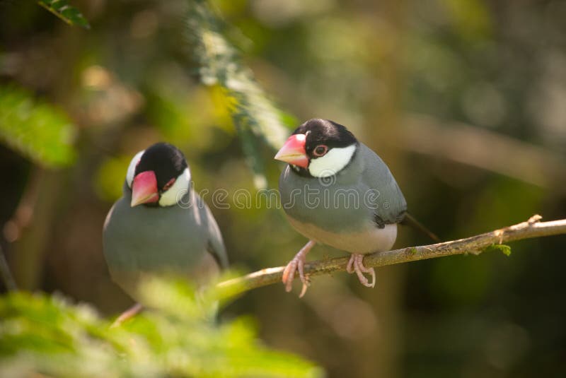 Pair of Java Sparrows at the Aviary of Indore Zoo Stock Image - Image ...