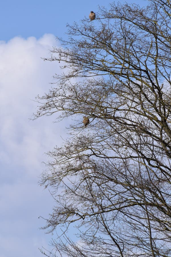 A Pair of Kestrels Controls Its Territory in Two Directions at the Same ...