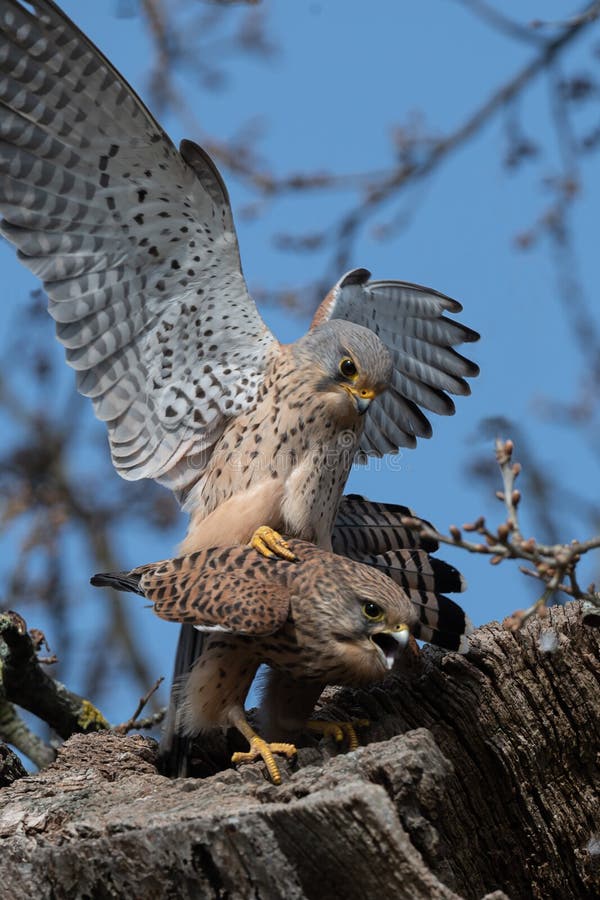 Pair of kestrels mating stock image. Image of wildlife - 244405081