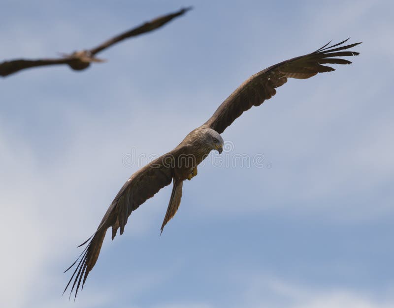 Pair of Kites Raptor Bird Flying Over a Sunny Sky Stock Image - Image ...