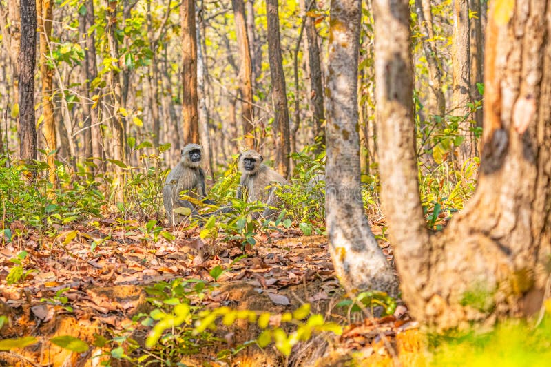 A Pair of langoor stock image. Image of langur, group - 273093227