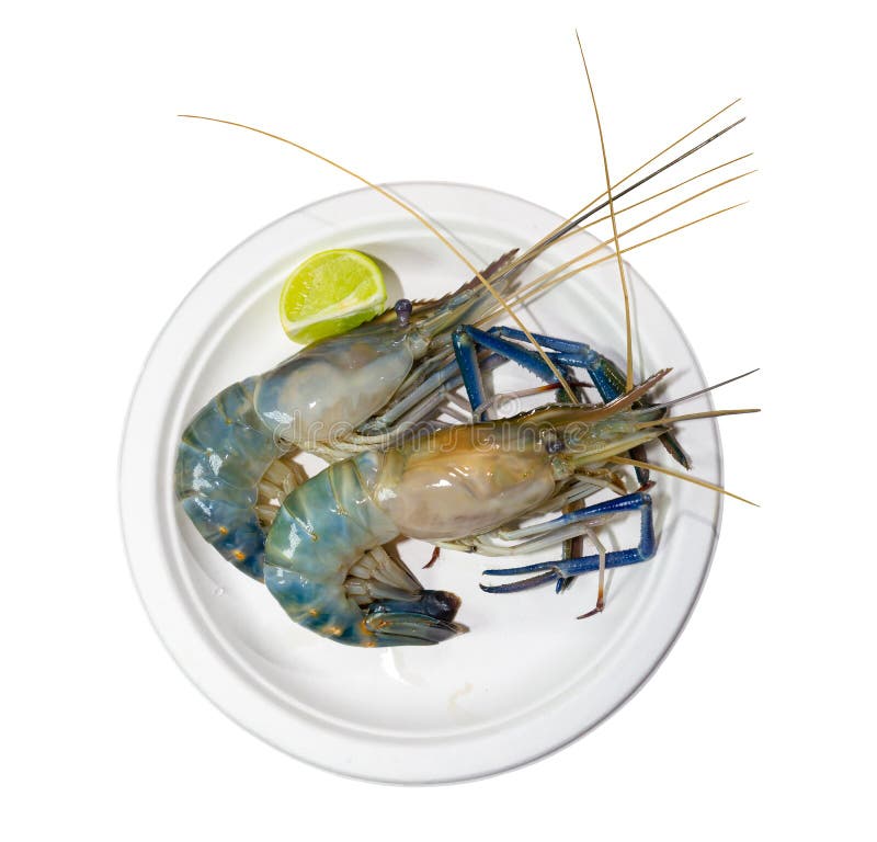 Pair of Large Fresh Shrimp with Blue Claws on a White Background Stock ...