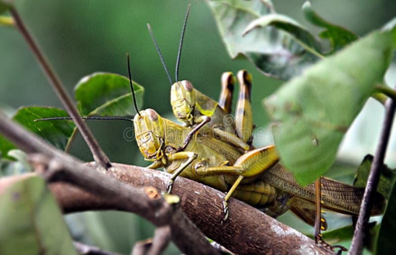 A Pair of Large Grasshoppers Perch on a Tree Branch with Blurry Leaves ...