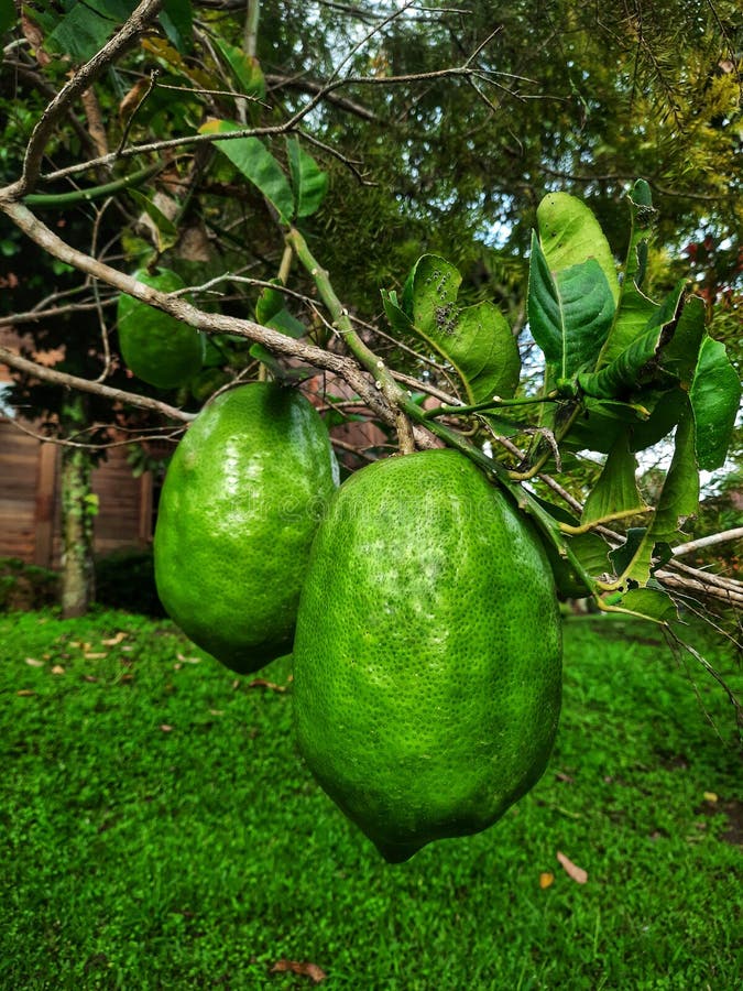 A Pair of Large Green Limes Hanging from a Tree Branch Stock Image ...