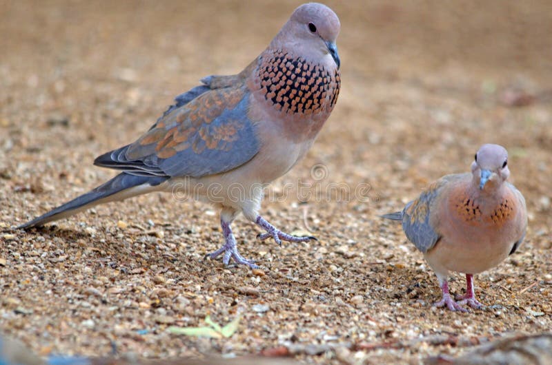 Mating Doves stock photo. Image of animal, pair, outdoors - 11060574