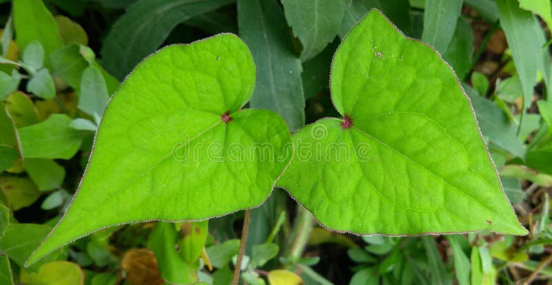 Green Leafs in Spring Season Stock Photo - Image of fresh, natural ...