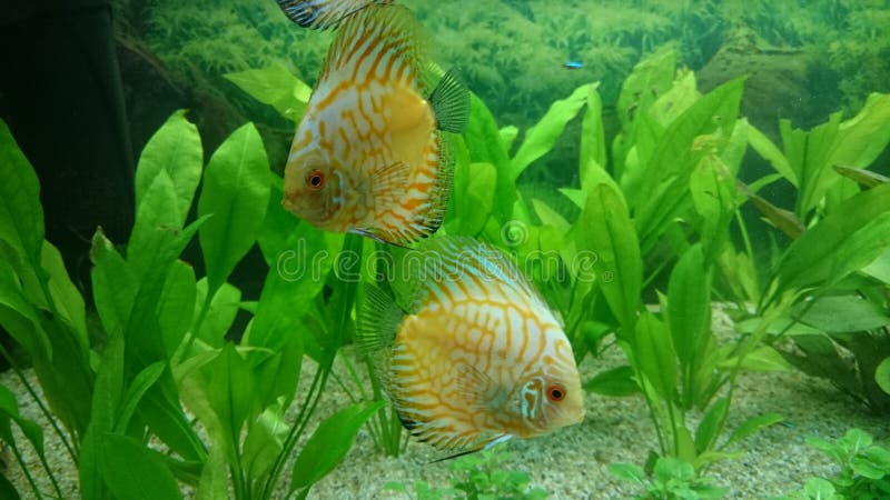 Pair of Leopard Discus Fish Stock Image - Image of exotic, species ...