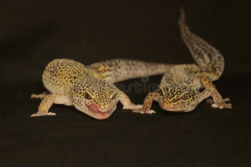 A Pair of Leopard Geckos are Getting Ready To Mate. Stock Photo - Image ...