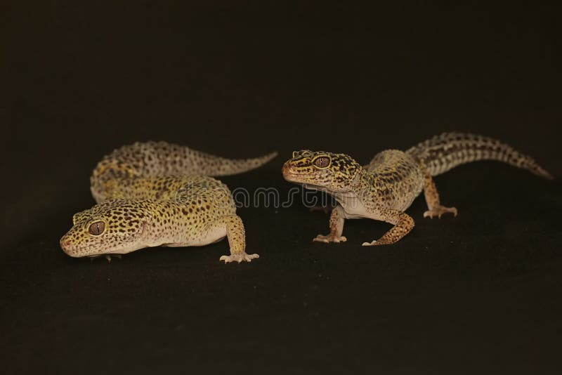 A Pair of Leopard Geckos are Getting Ready To Mate. Stock Image - Image ...