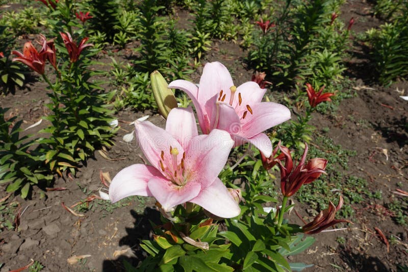 Pair of Light Pink Flowers of Lily Stock Image - Image of bulbous ...