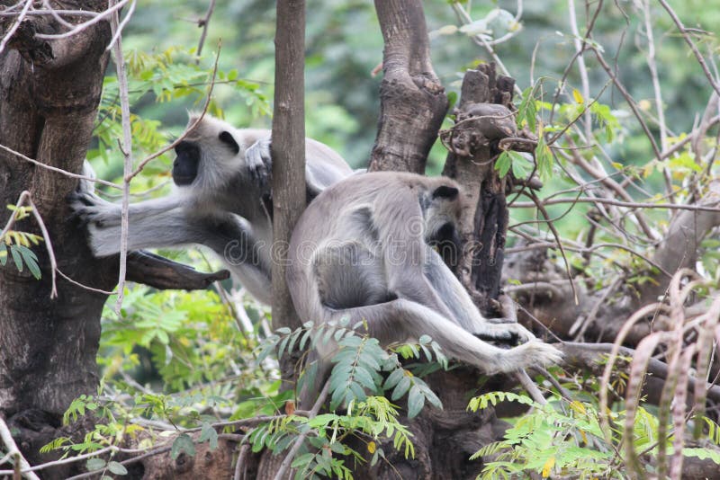 Pair of Lion Tailed Macaque at the Tree Stock Image - Image of africa ...