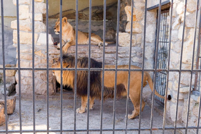 A Pair of Lions in Captivity in a Zoo Behind Bars. Power and Aggression ...