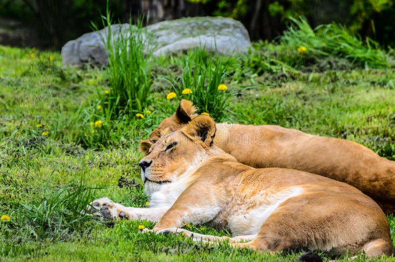 Pair of lions laying stock photo. Image of lion, mammal - 85002598