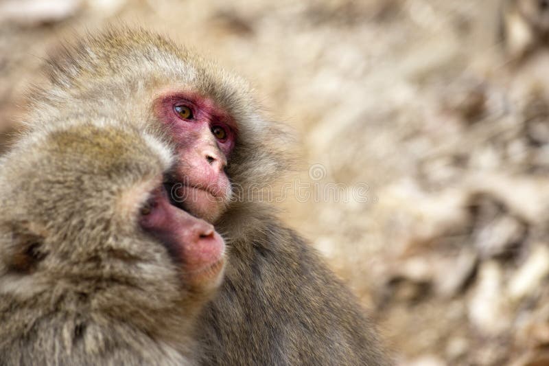 Two Monkeys Hugging Each Other Stock Photos - Free & Royalty-Free Stock ... Two Monkeys Hugging Each Other Stock Photos - Free & Royalty-Free Stock ...