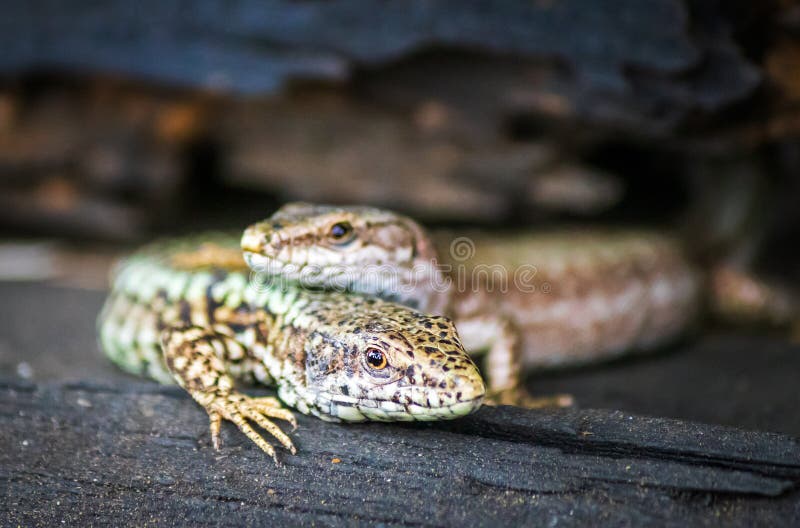Lizard love stock image. Image of lizards, together, love - 99166785