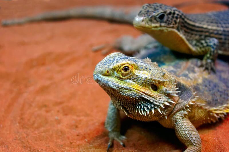 A pair of lizards stock photo. Image of unusual, desktop - 140584848