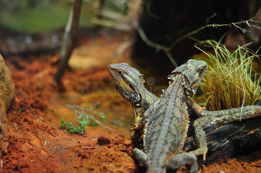 Pair of Lizards stock photo. Image of crawling, nature - 49935942