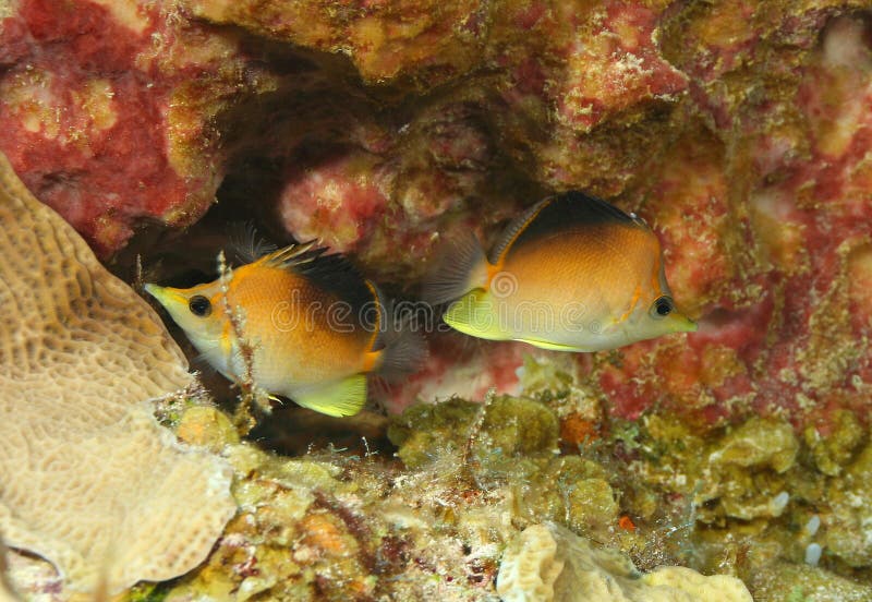 Pair of Longsnout Butterflyfish Stock Photo - Image of reef, longsnout ...