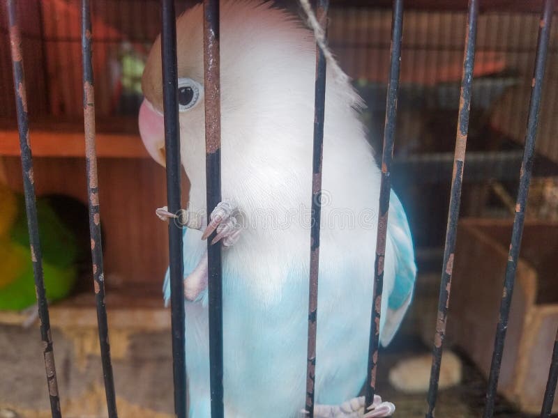 Love Bird Blue and White Color Stock Photo - Image of room, animal ...