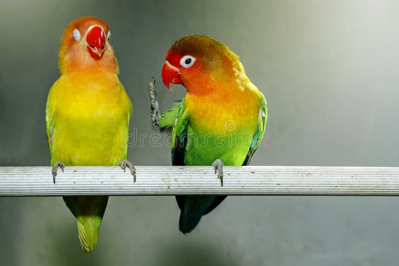 A pair of lovebird birds stock image. Image of birds - 189891805