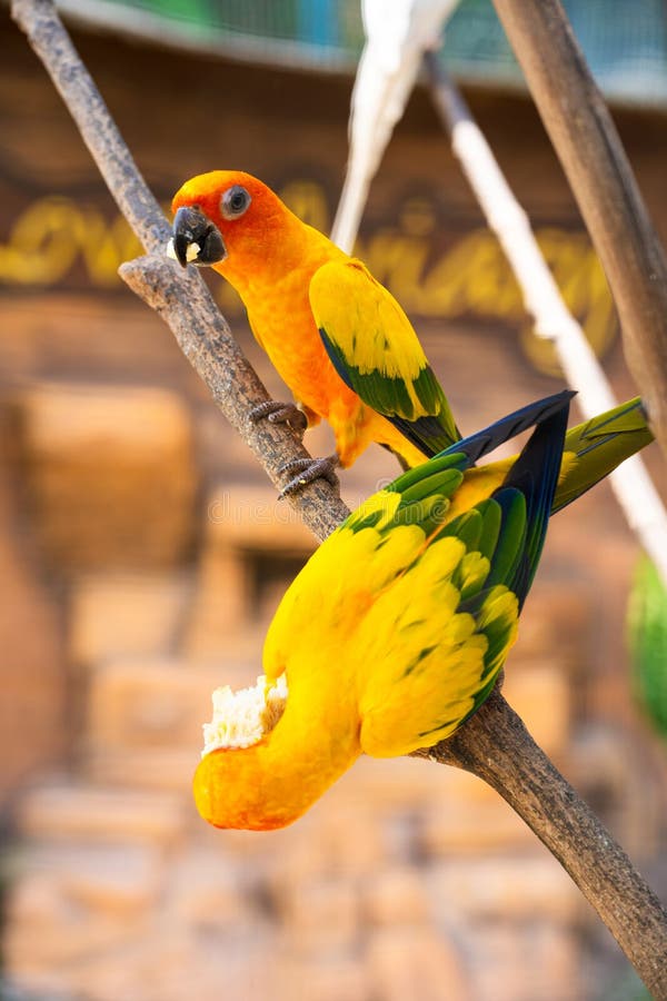 Pair of Lovebird a Bright Orange Parrots Eating Corn. Bird Watching ...
