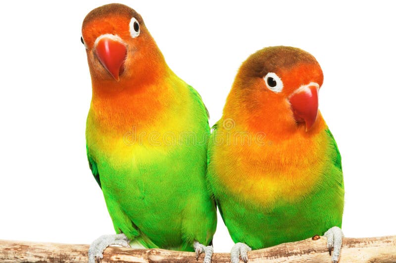 Pair of lovebirds stock image. Image of green, african - 4608067