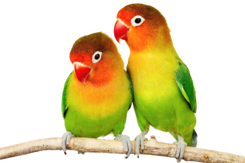 Pair of lovebirds stock image. Image of inseparable, couple - 5134173