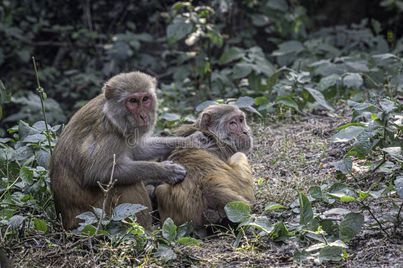 A Pair of Macaques Preening Each Other. Stock Photo - Image of preening ...