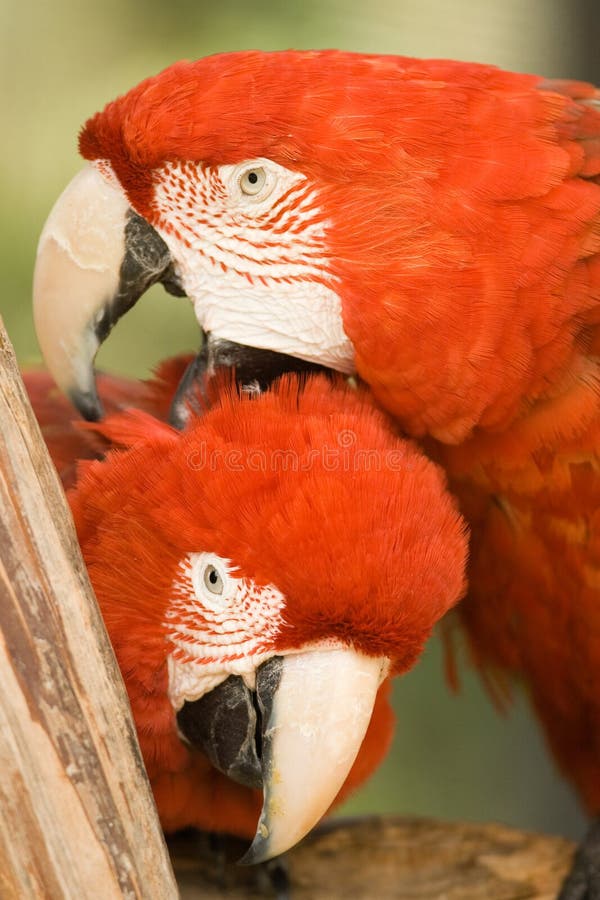 Pair of macaws stock photo. Image of miami, north, exotic - 31279854