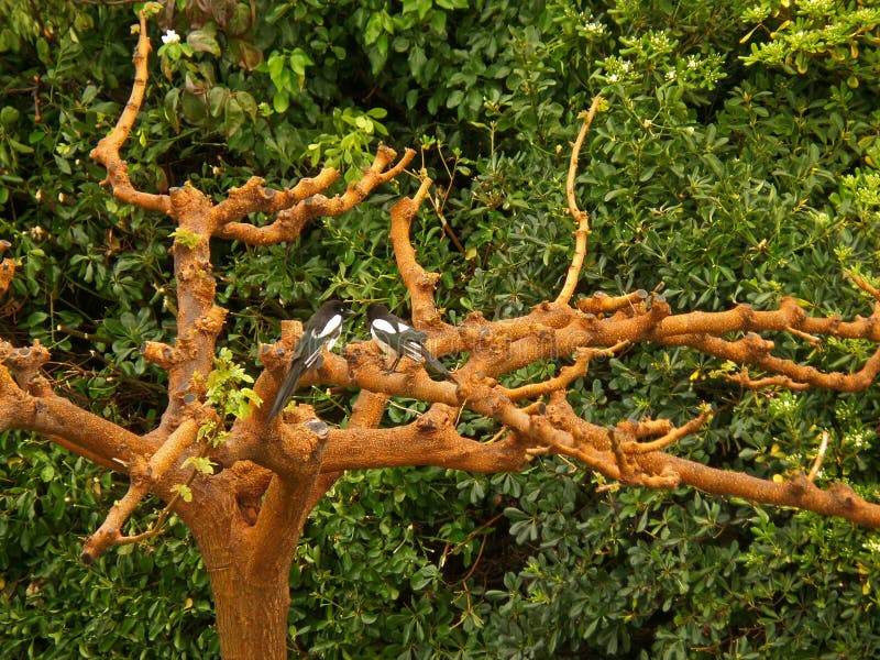 Pair of Magpie Bird Perching on the Tree Branch in the Green Forest ...