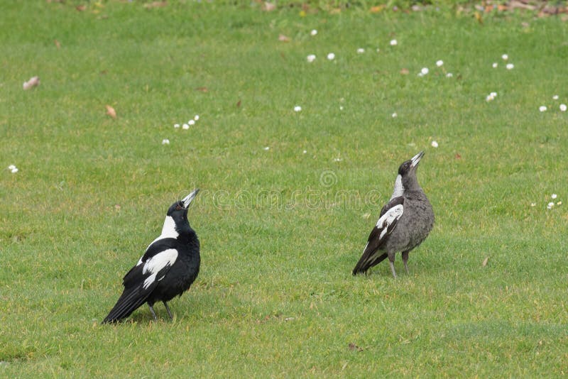A Pair of Magpies on the Grass Looking Up Stock Image - Image of ...
