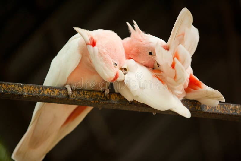 Pair of Major Mitchell Parrots Stock Photo - Image of major, plumage ...