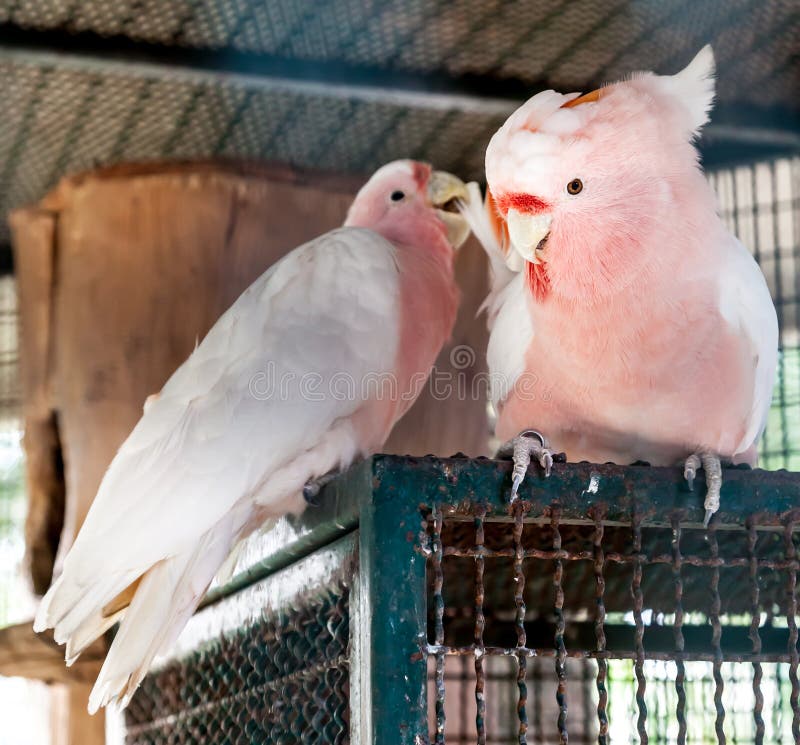Pair of cockatoo stock photo. Image of color, nature - 17092704