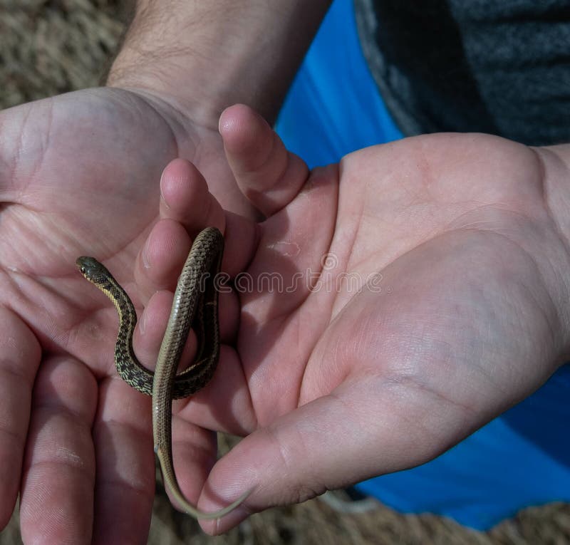 Pair of Male Hands Holding a Cute Small Snake Stock Image - Image of ...
