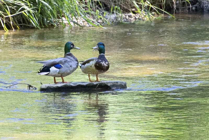 Two Ducks Meet on a Rock stock photo. Image of bill - 250854518
