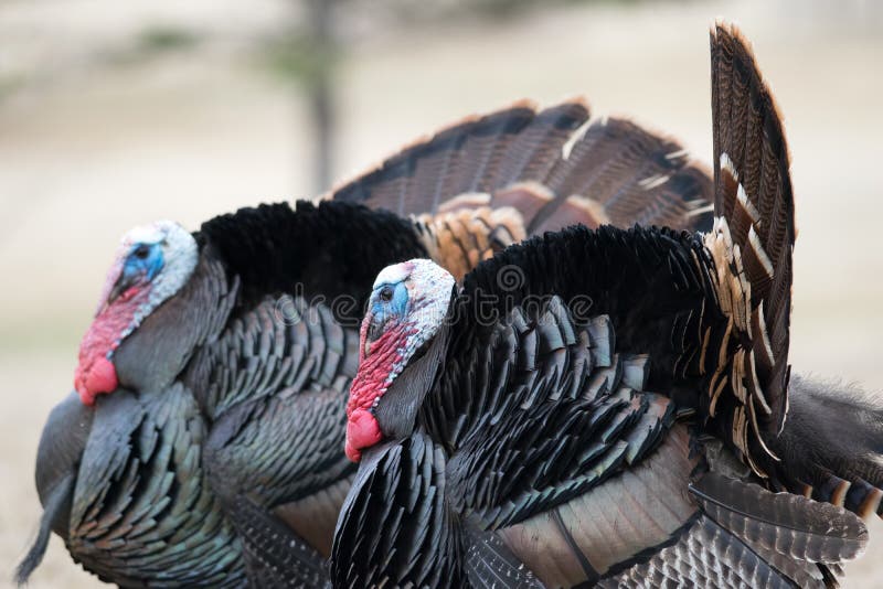 Male turkeys fighting stock photo. Image of dominance - 8104766