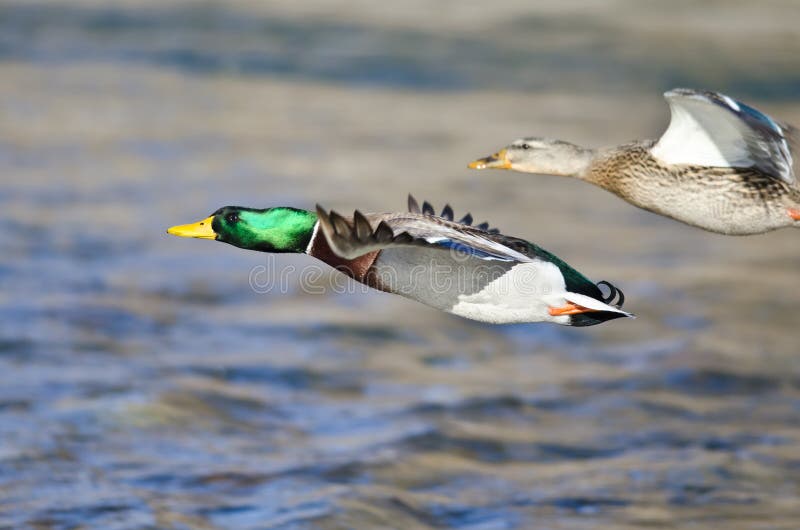 Pair of Mallard Ducks Flying Low Over the River Stock Photo - Image of ...