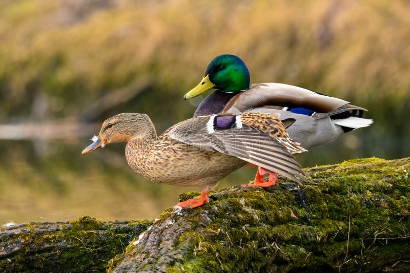 A Pair of Mallard Ducks Resting Motionless on a Tree Trunk Stock Photo ...