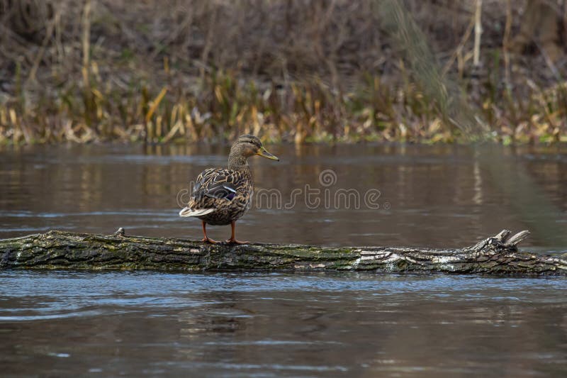 A Pair of Mallard Ducks Resting Motionless on a Tree Trunk. Sitting in ...
