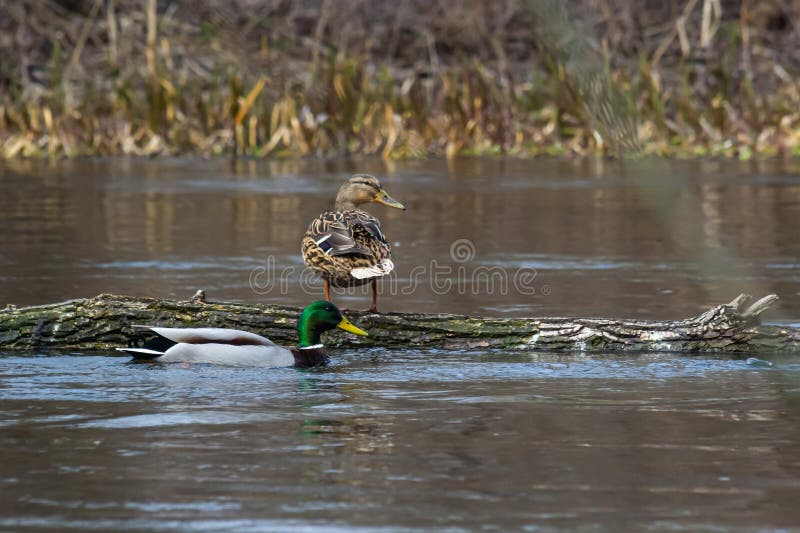 A Pair of Mallard Ducks Resting Motionless on a Tree Trunk. Sitting in ...