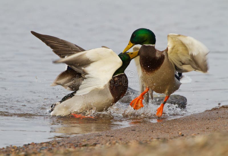 Pair of Mallards stock image. Image of pairs, mallards - 530957
