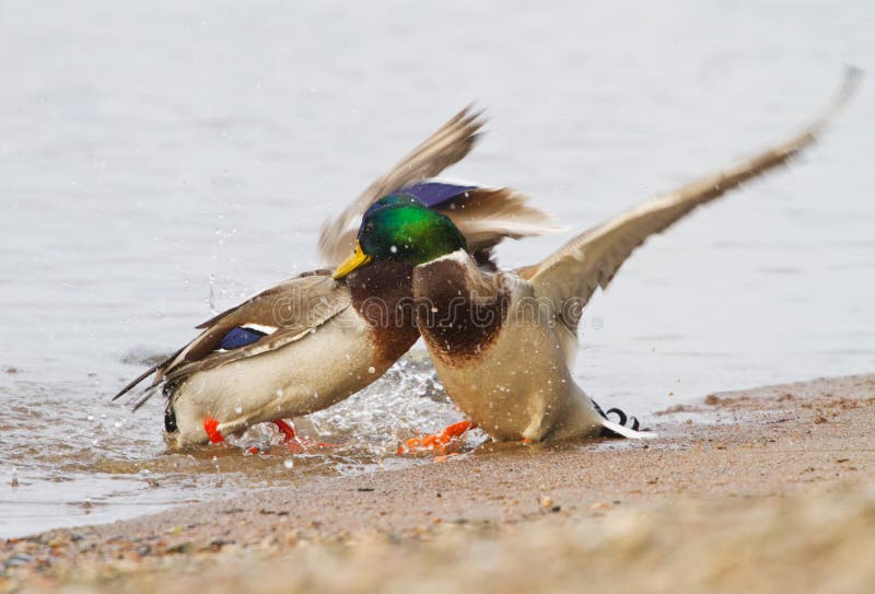 Pair of Mallards stock image. Image of pairs, mallards - 530957
