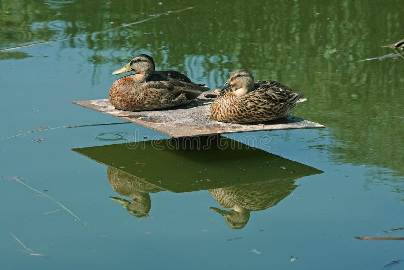 Pair of Mallards Resting on a Platform Stock Image - Image of resting ...