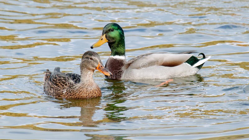 A Pair of Mallards Swim on a Lake in Spring Stock Image - Image of ...